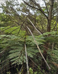 Bäume in Neuseeland: Kauri, Totara & Co. entdecken